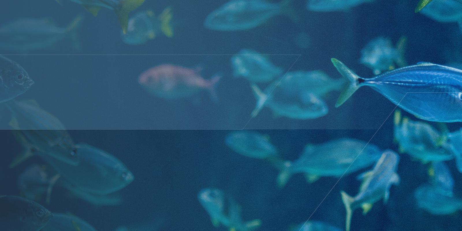 Catch of the Week - Mad Fish Digital